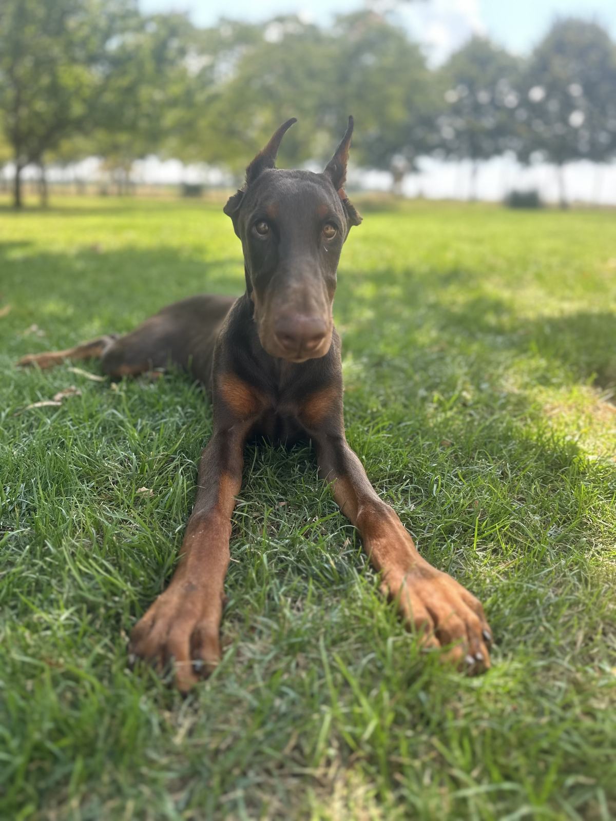 Doberman