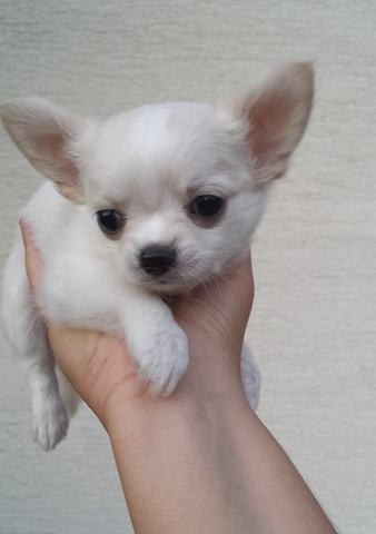 Dugodlake CIVAVE - izlozbenog kvaliteta