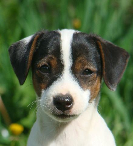 DZEK RASEL TERIJER stenci