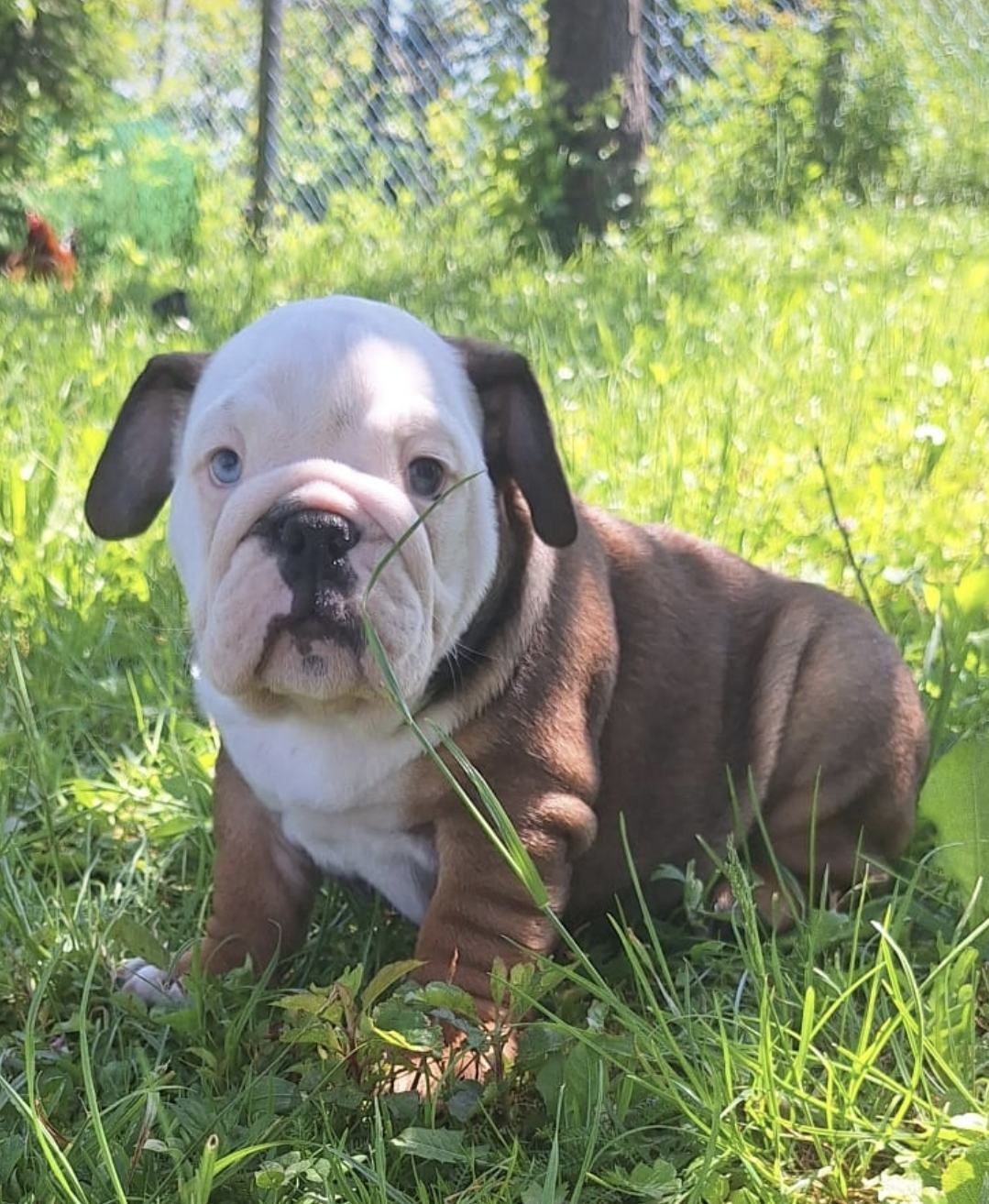Engleski buldog ženka