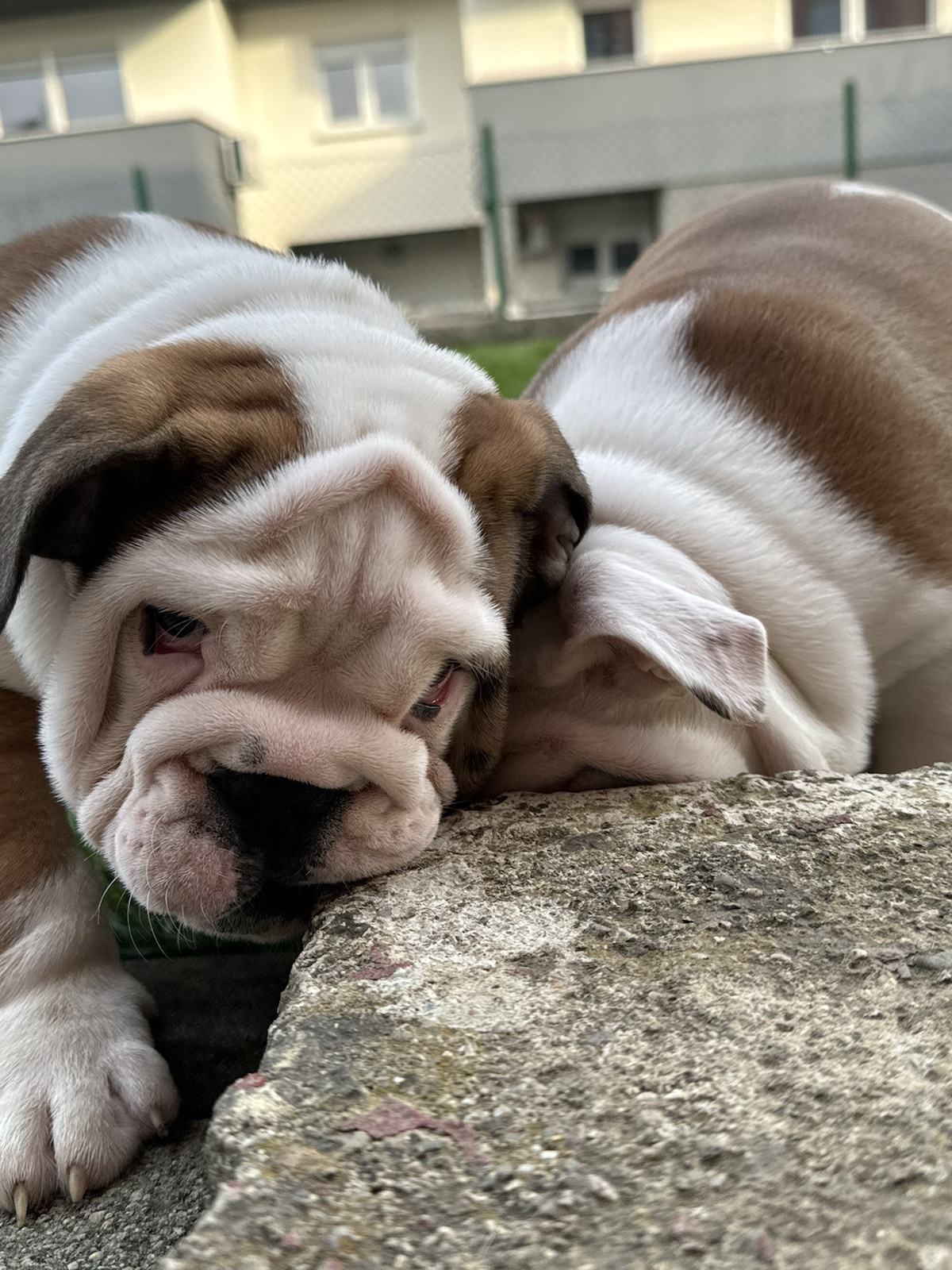 Engleski bulldog
