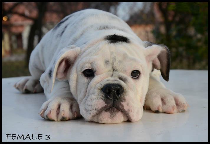 Engleski bulldog-SNIZENJE