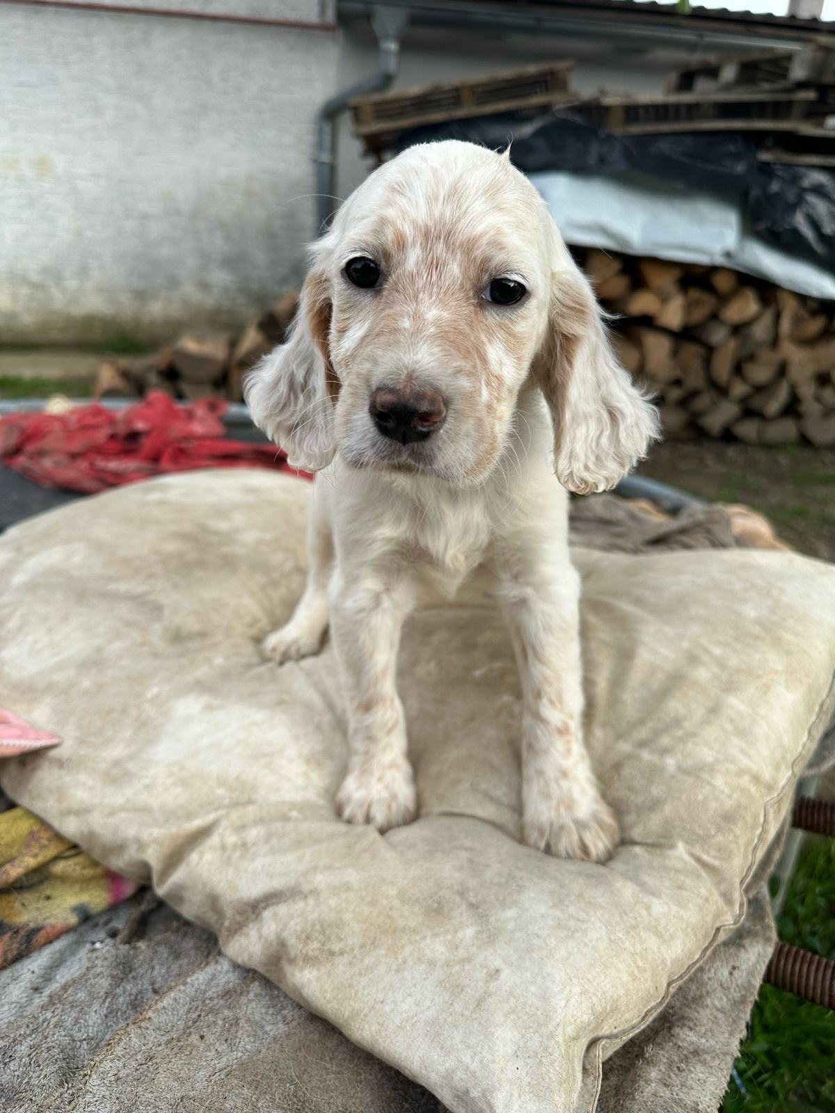 Engleski Seter štenci