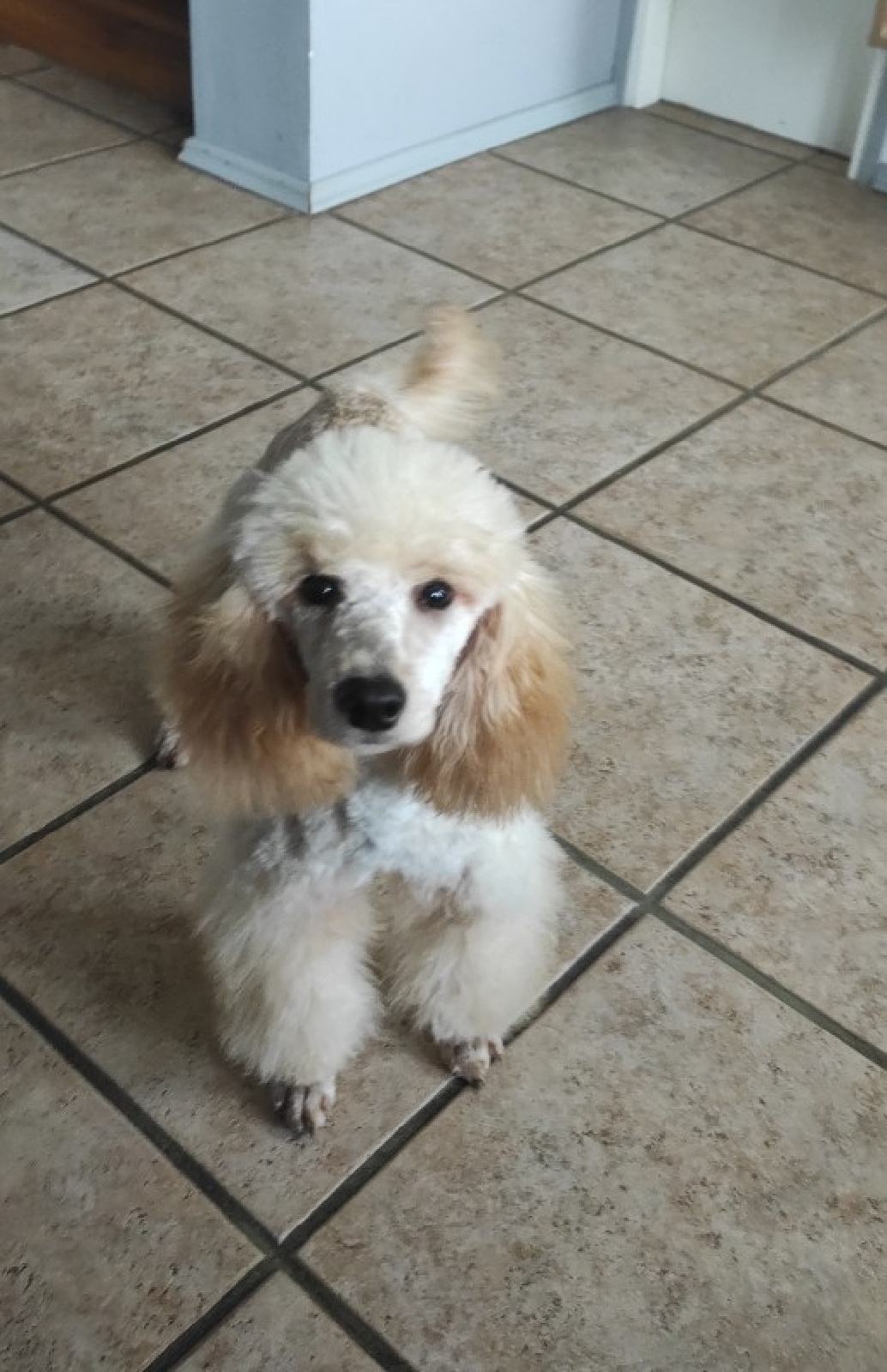 Pudla štenci apricot