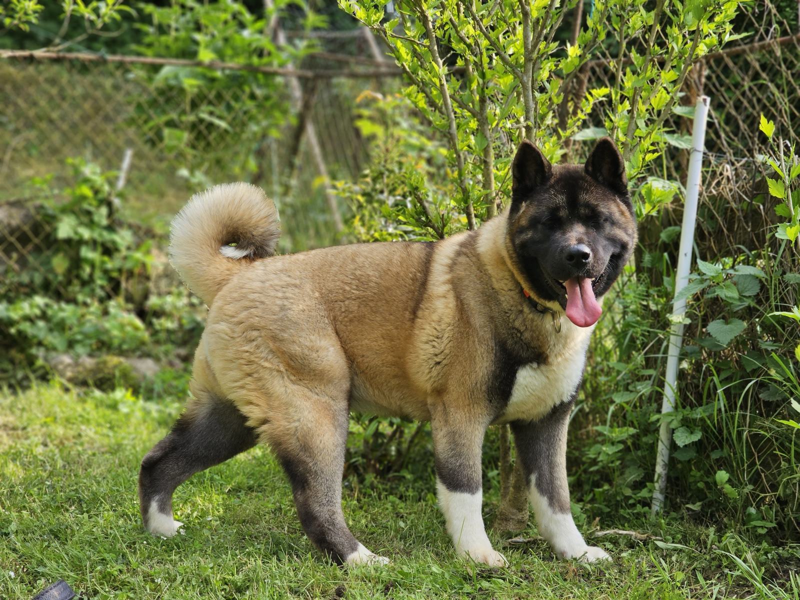 Americka akita