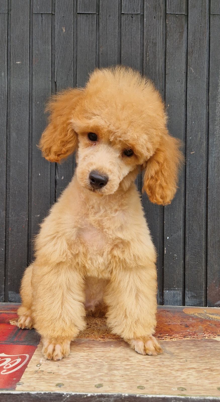 Pudla štenci apricot