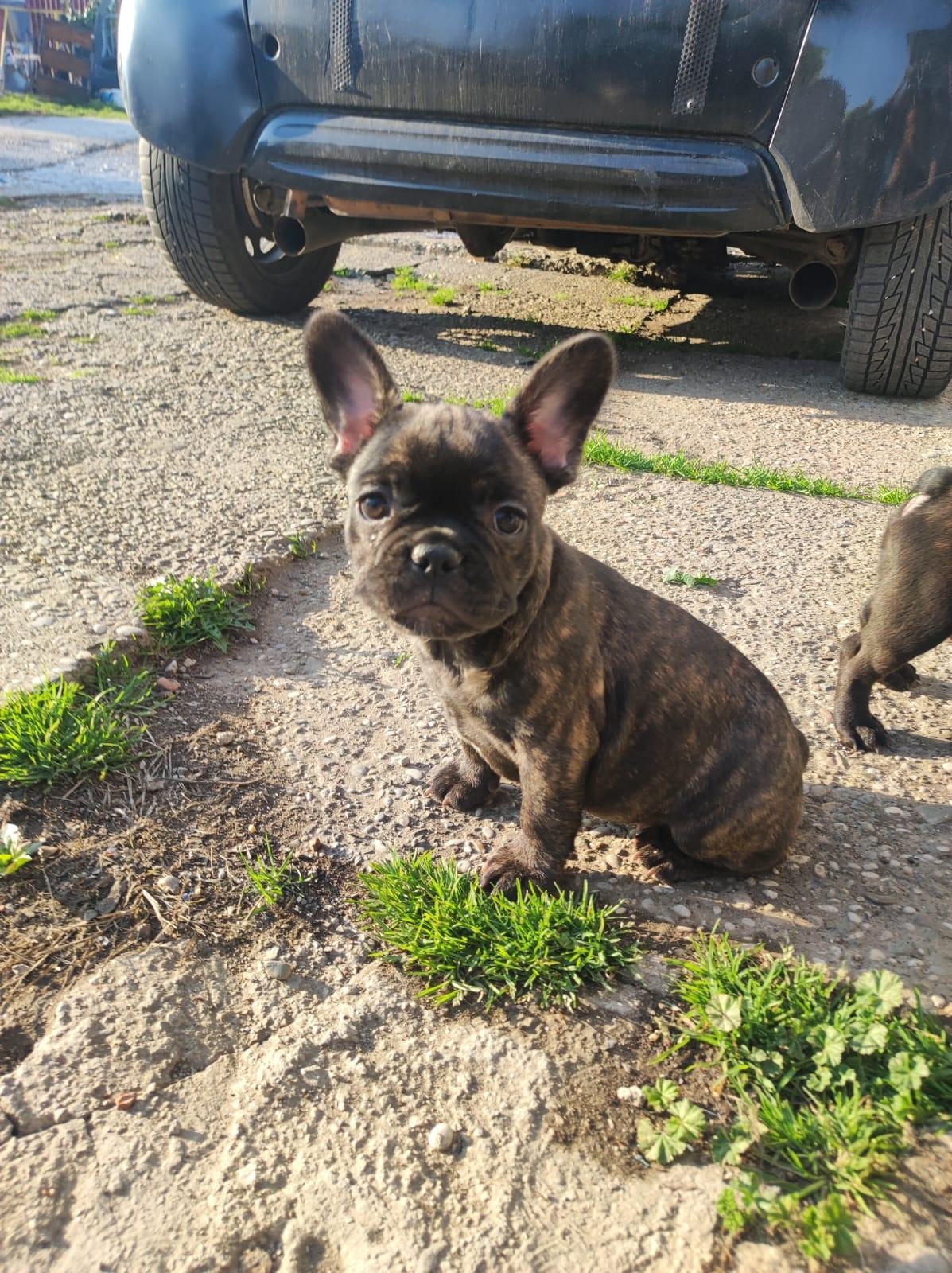 FRANCUSKI BULDOG ŠTENE