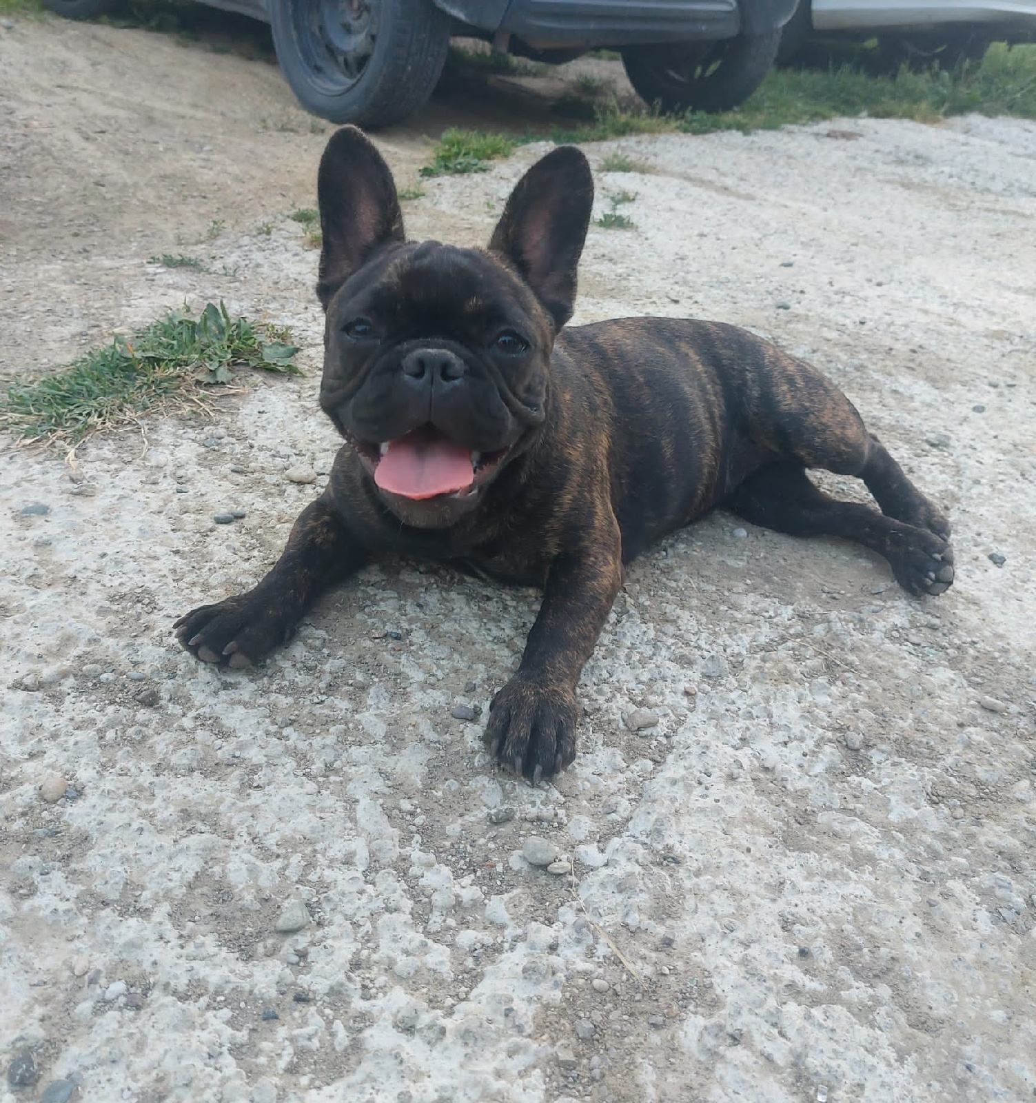 Francuski buldog štene