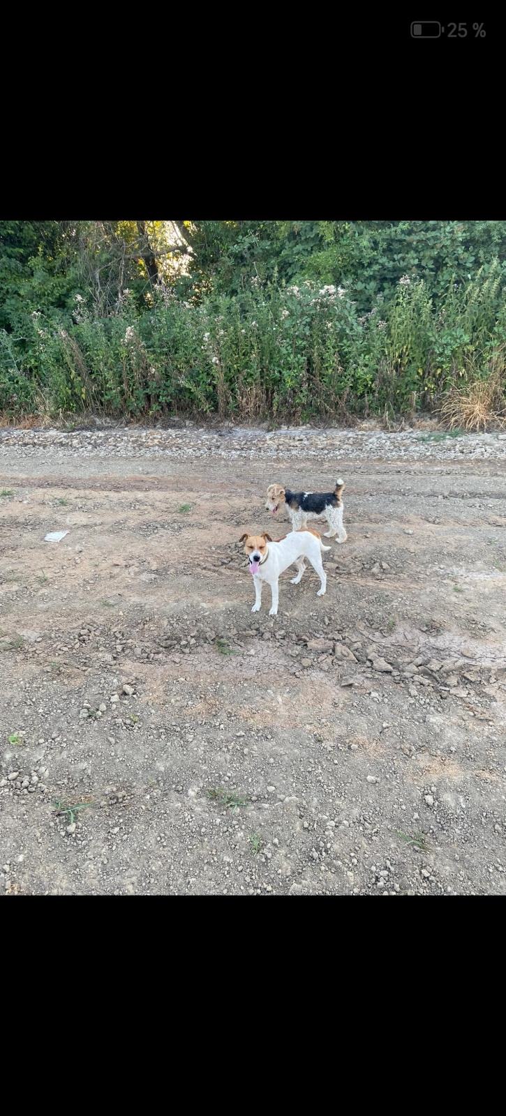 Jack Russell i Fox terrier ženka