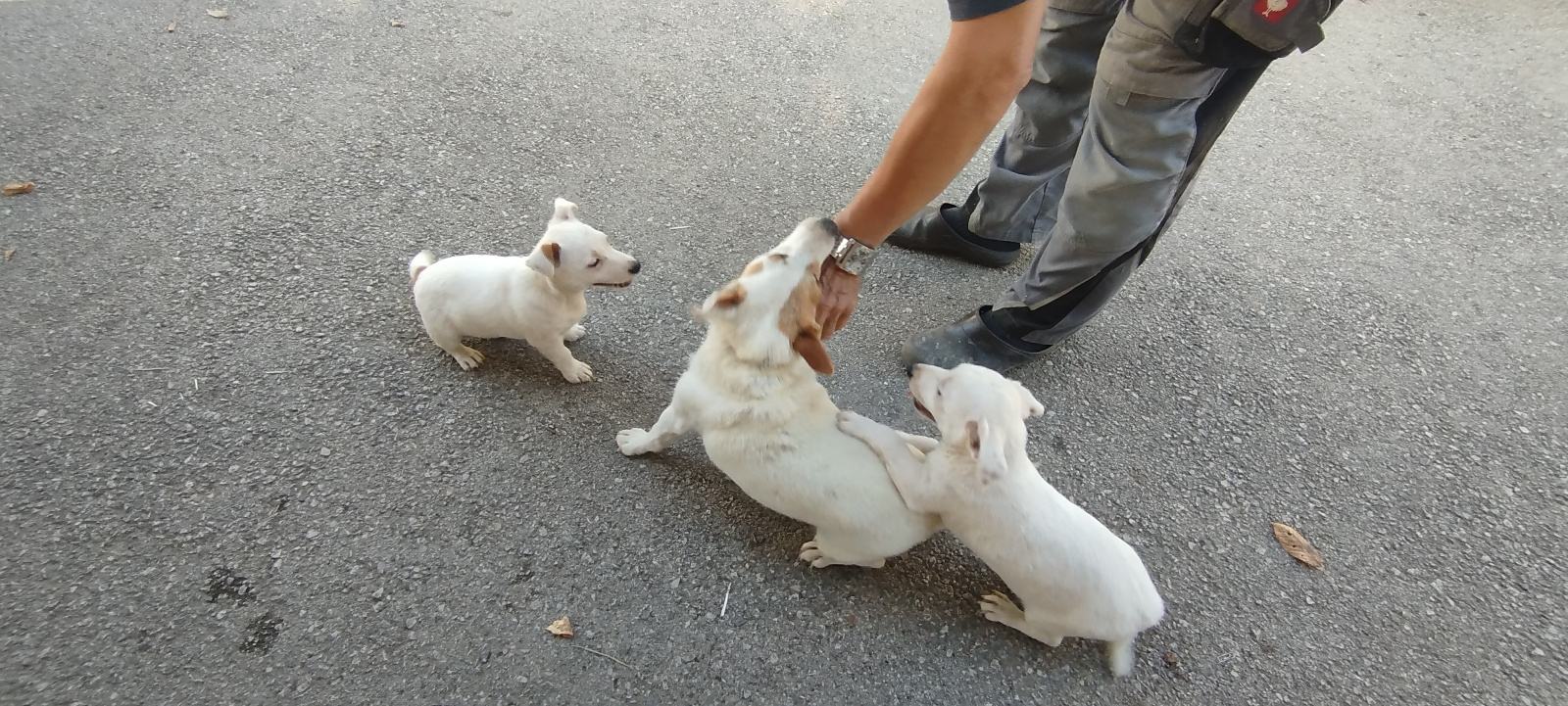 Jack Russell štenci.