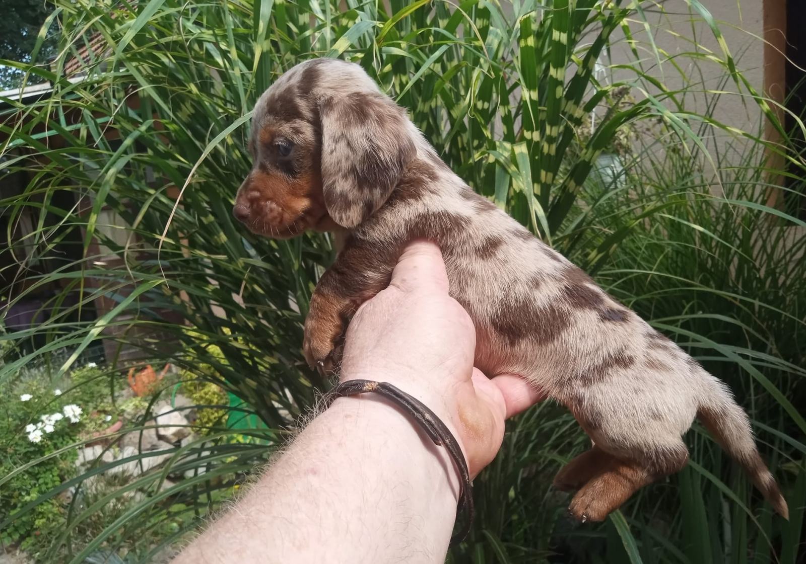 Jazavcar patuljasti choco merle