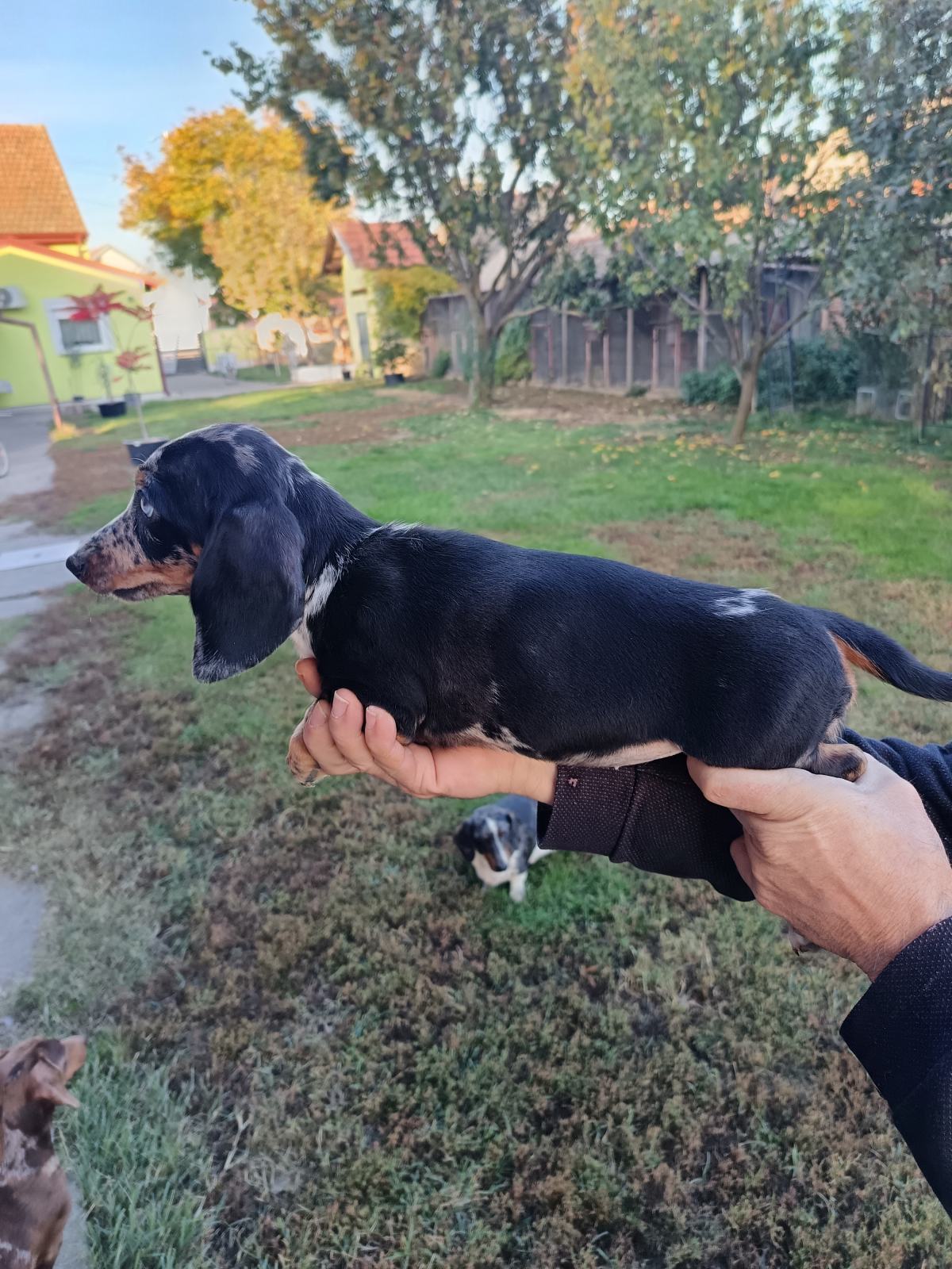 Jazavčar štenci Merle i Crni