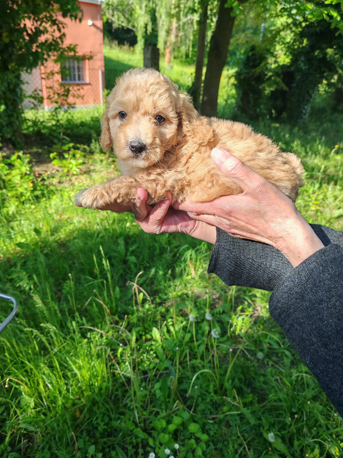 Maltipoo stenci dostupni