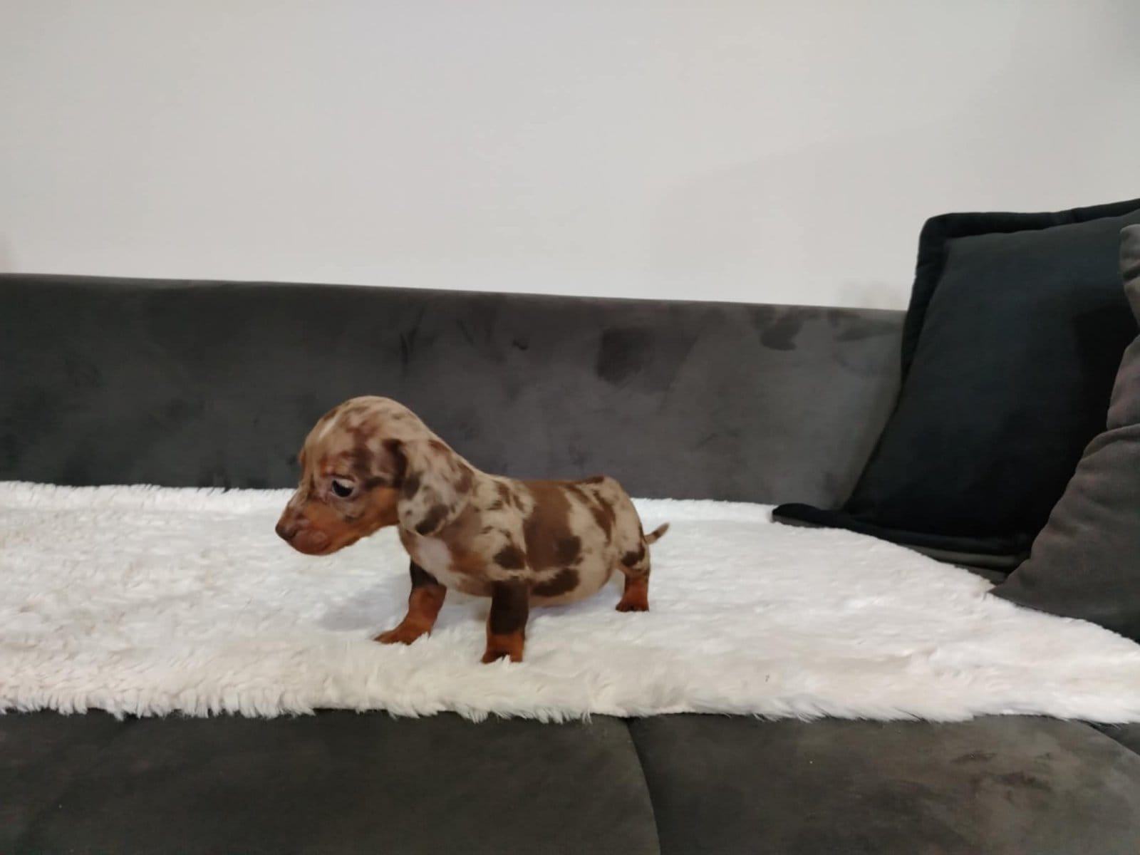 Jazavcar patuljasti choco merle