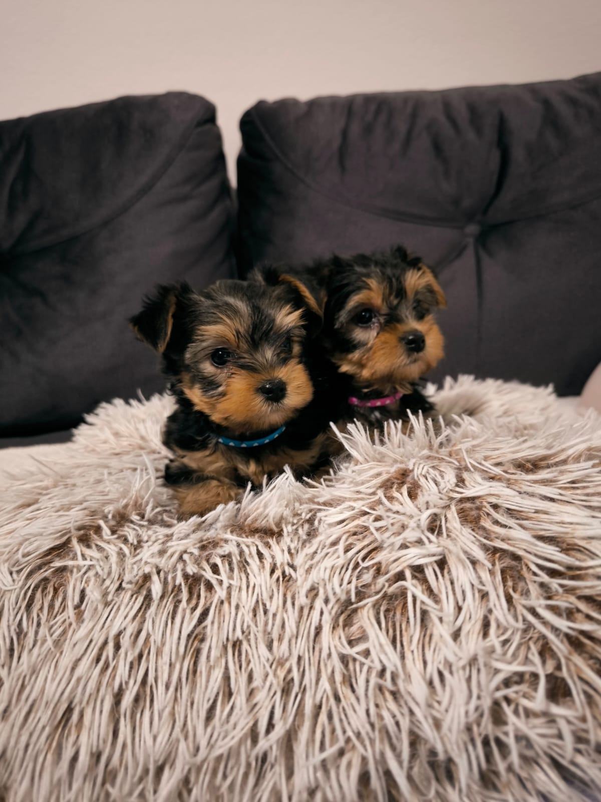 Yorkshire terrier