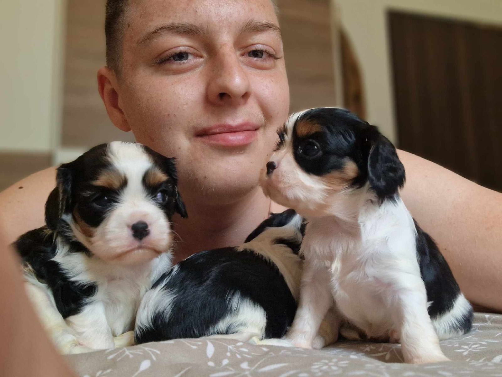 Kavalir King Charles spaniel