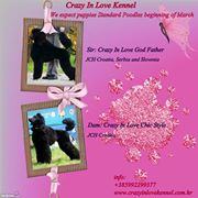 Velike (kraljevske, standard) pudle crne