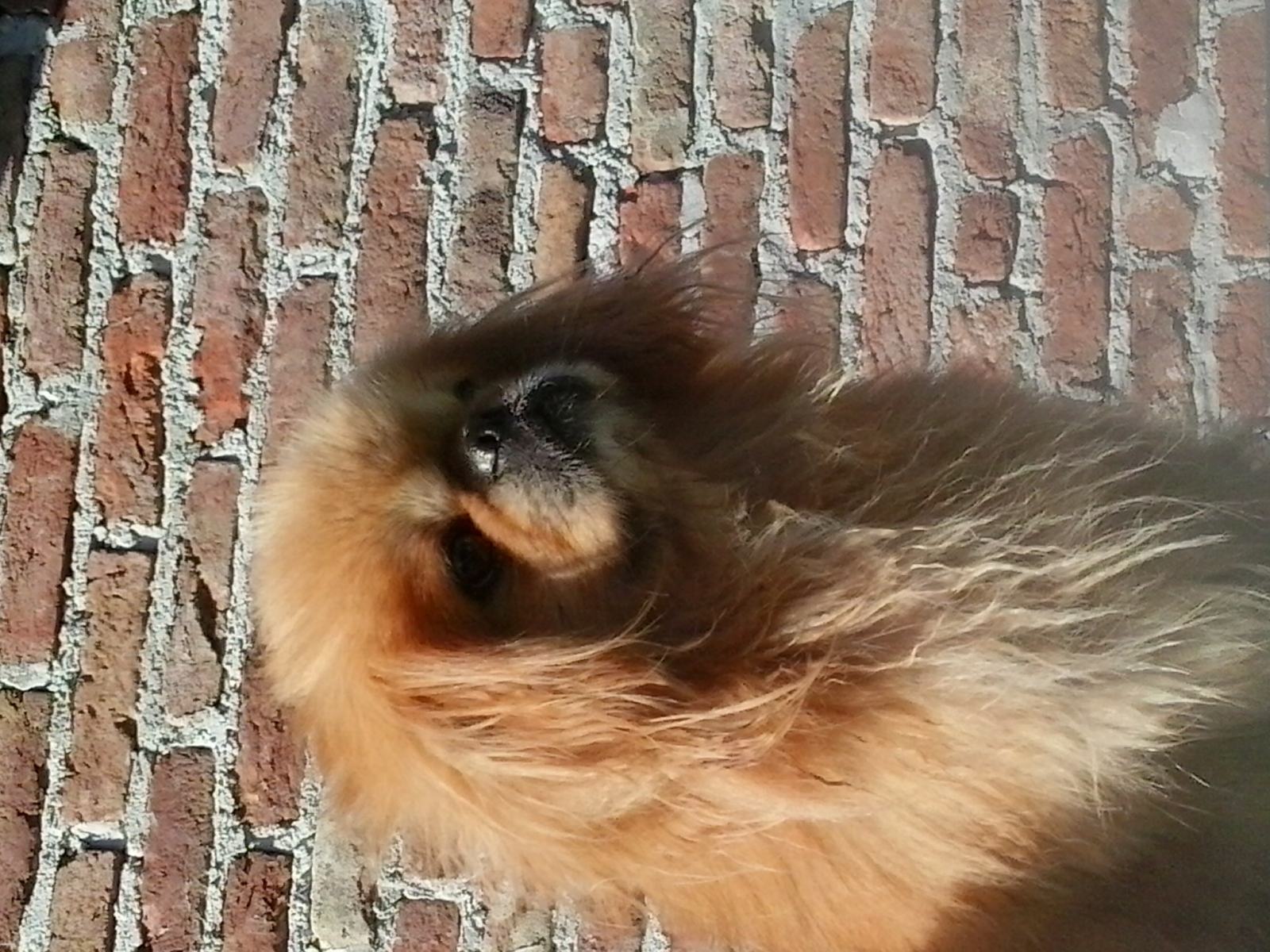 kraljevski pekinezer za parenje