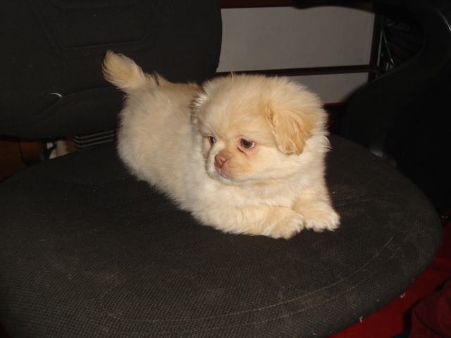 kraljevski pekinezer štene