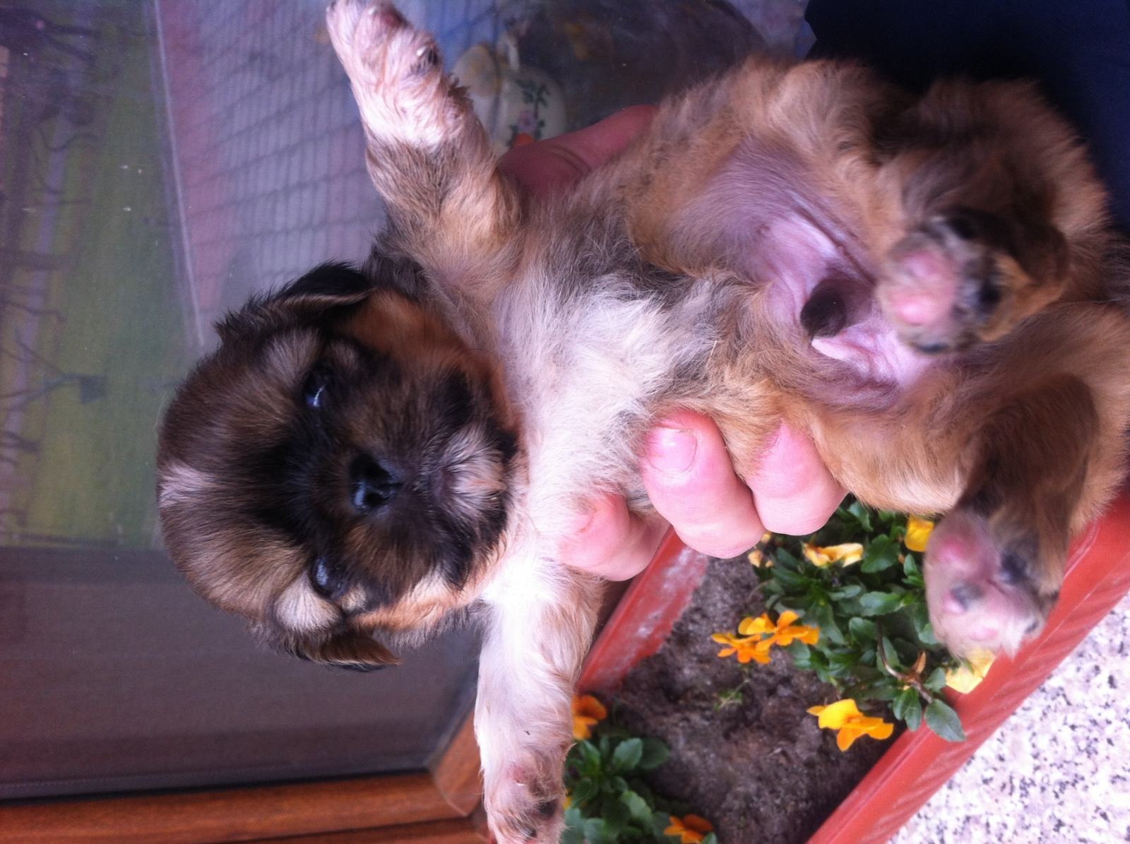 kraljevski pekinezeri rezervacije