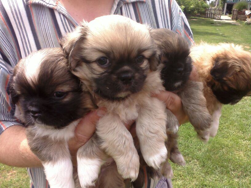 Kraljevski pekinezeri - štenci