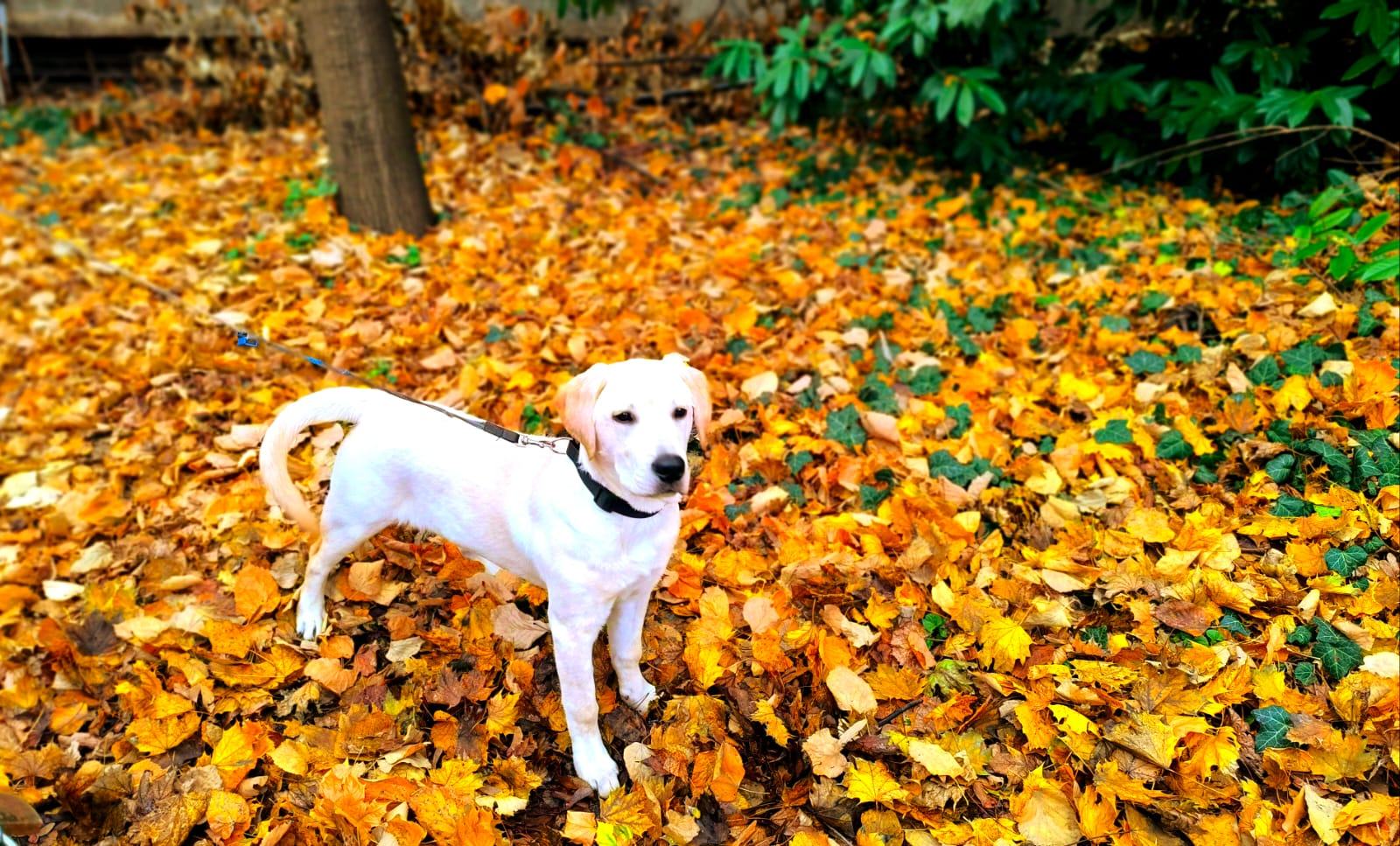 Labrador 7 mjeseci..