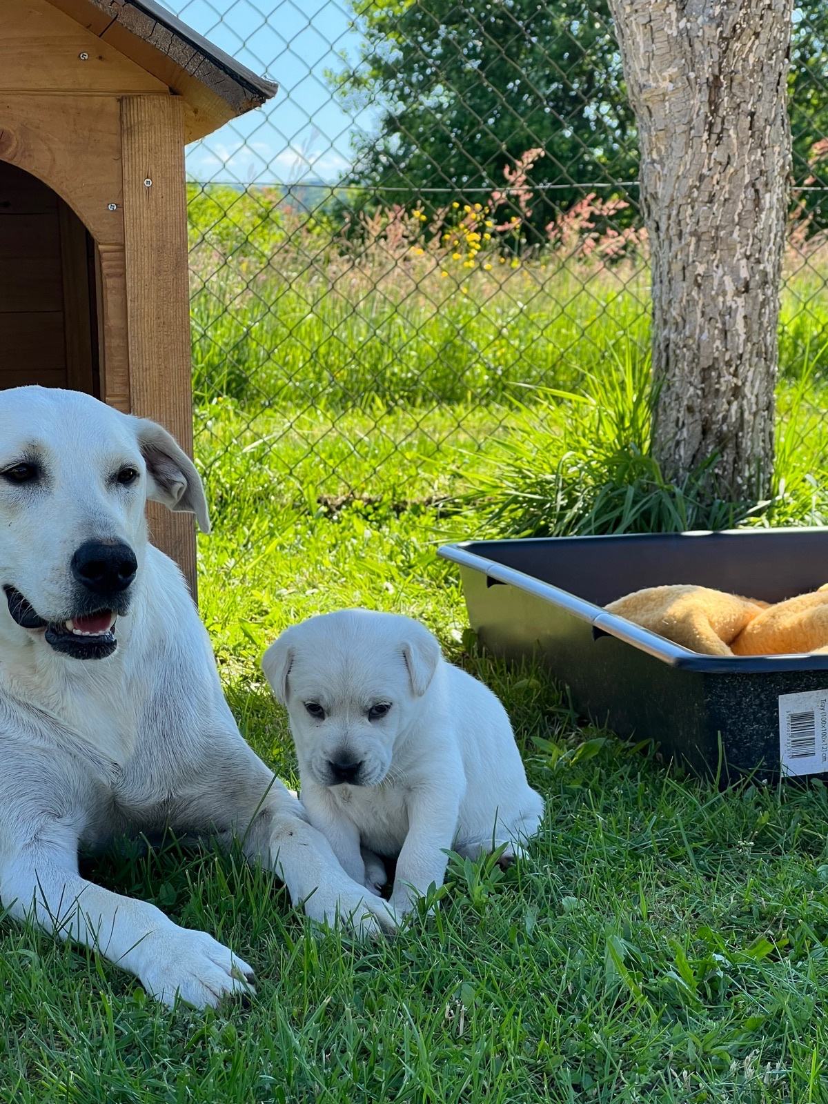 Labrador Retriever štenci žute boje