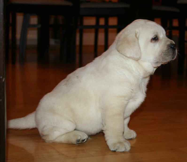 Labrador retriver