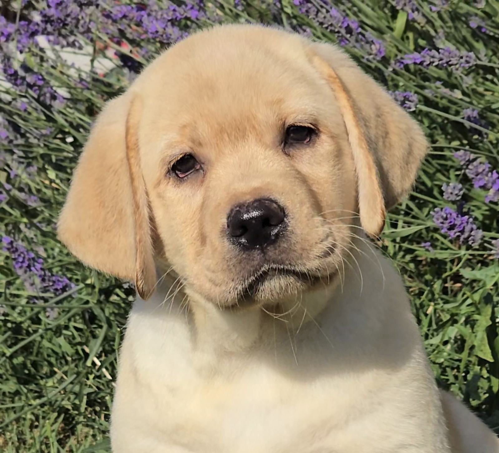 Labrador retriver, čistokrvni štenci, moguć dogovor oko prijevoza.