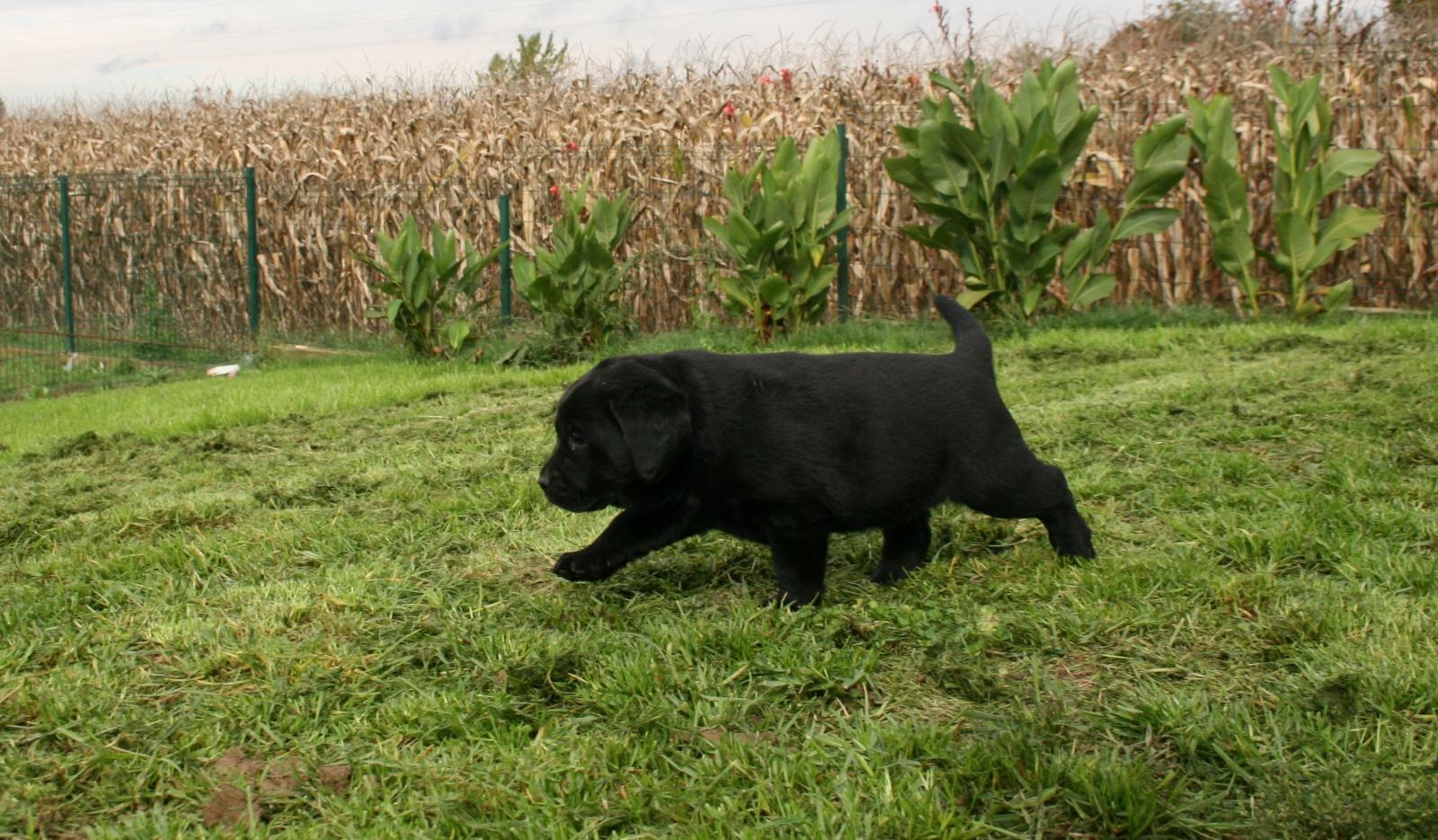 Labrador retriver štenci