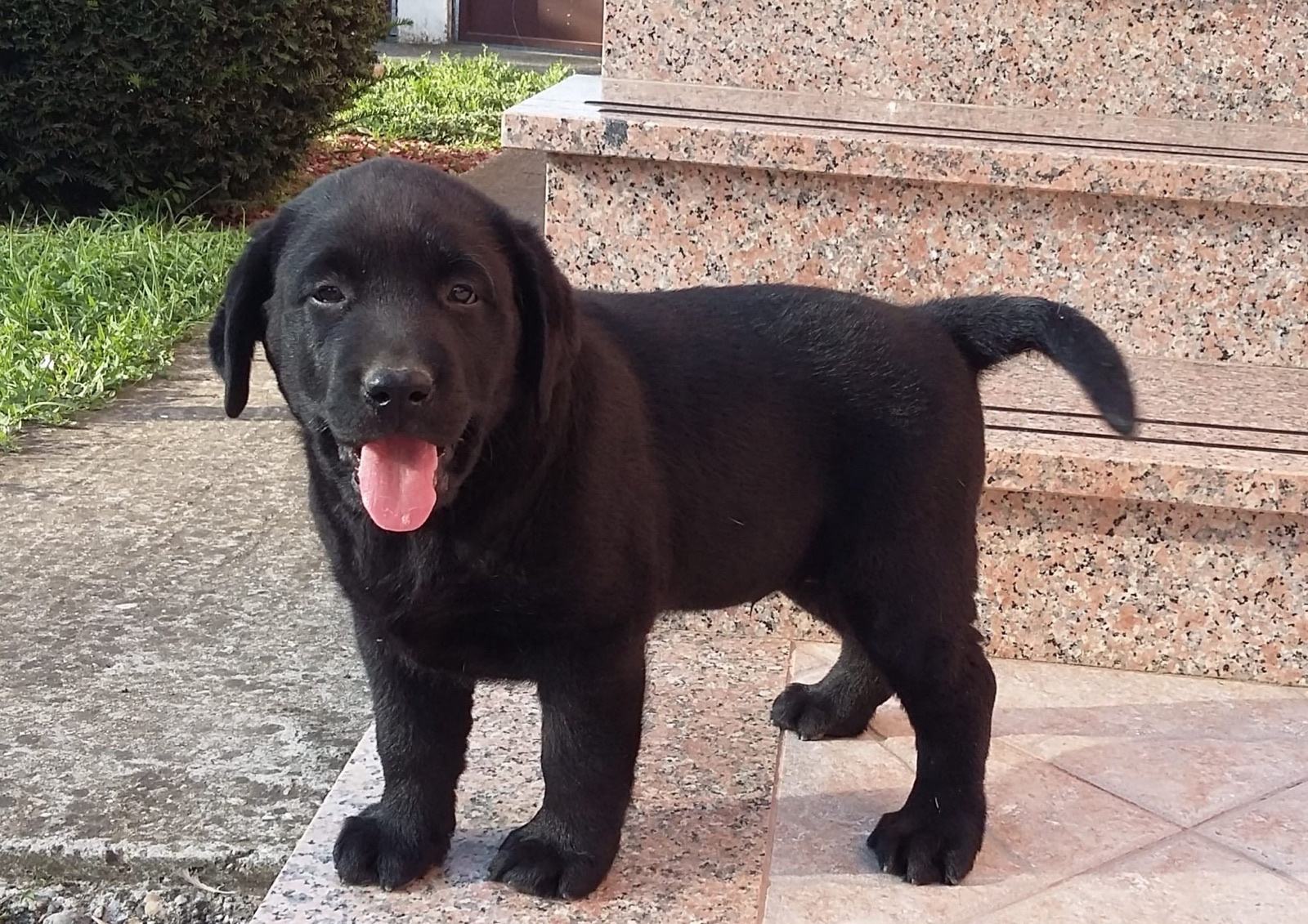 Labrador štenci-crni