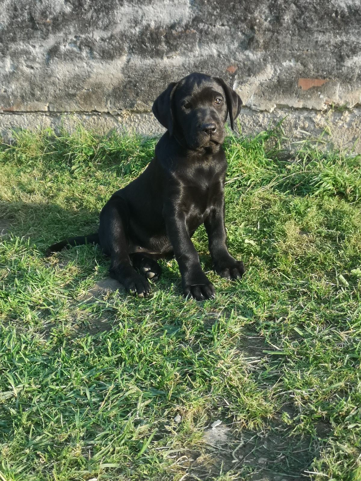 Labrador štenci spremni za novi dom