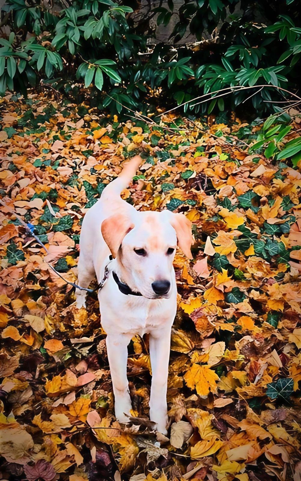Labrador, štene 5 mjeseci