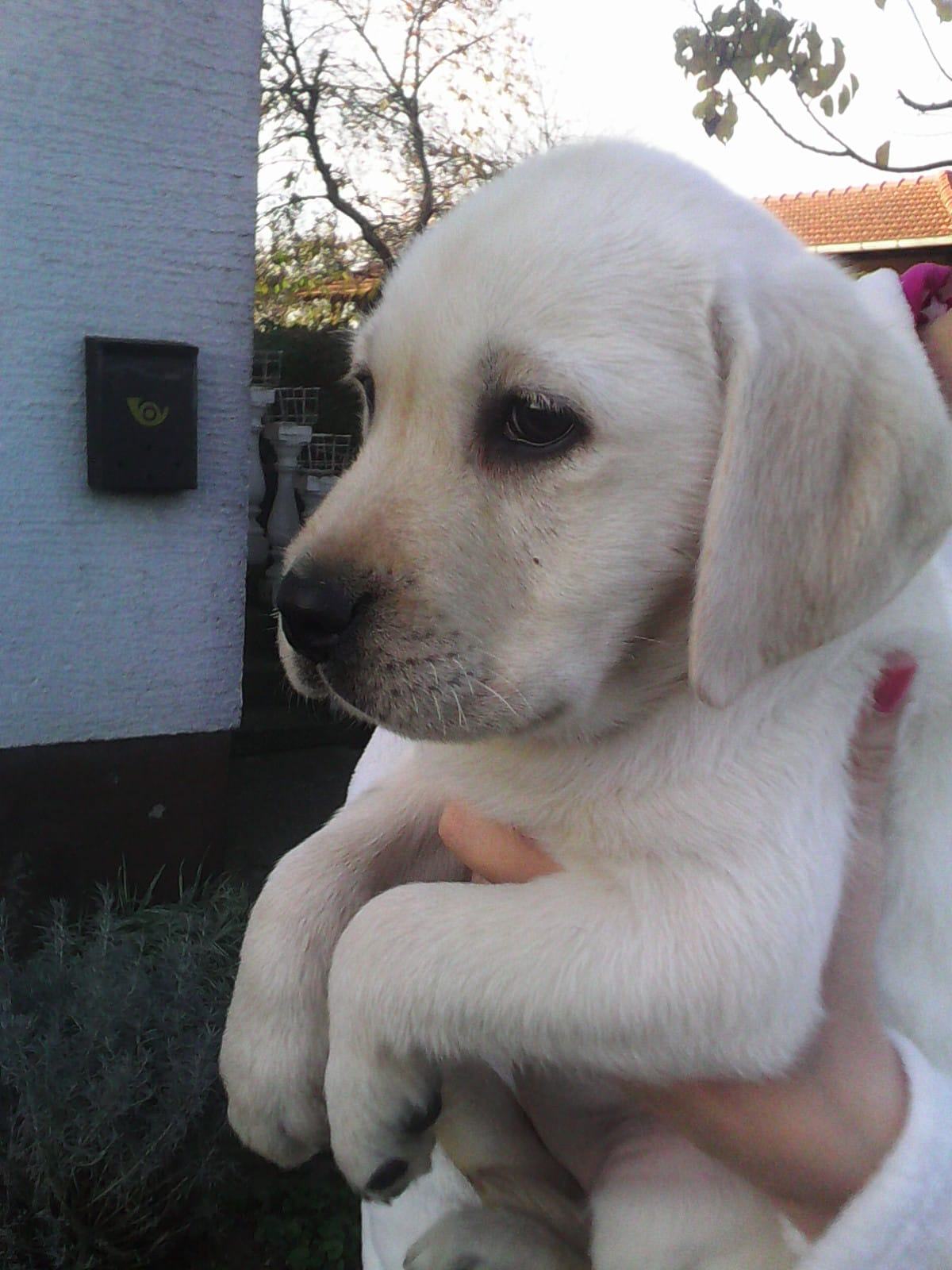 Labrador retriver štene
