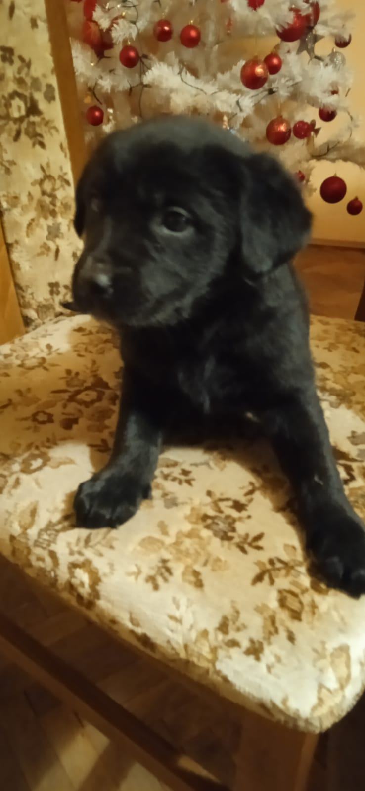 Labrador štene 500 kn HITNO