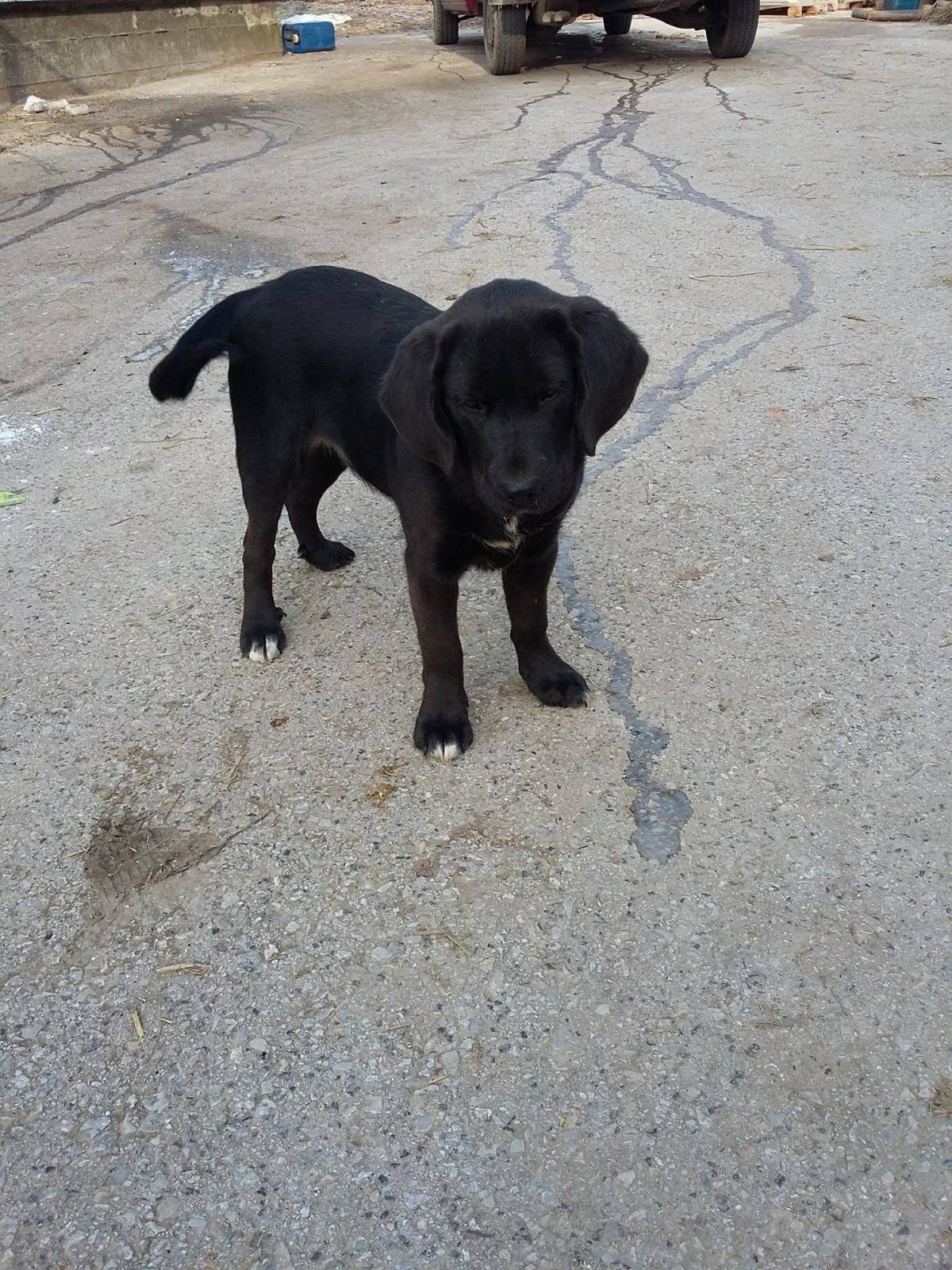 Labrador stene