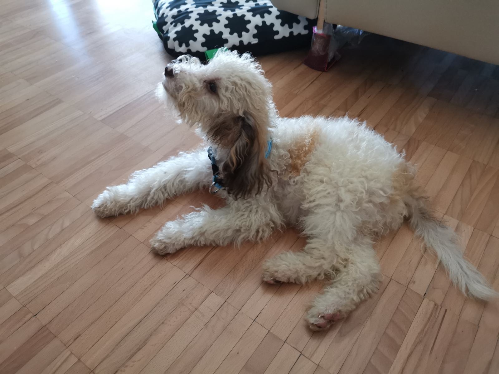 Lagotto romagnolo 3 mj star