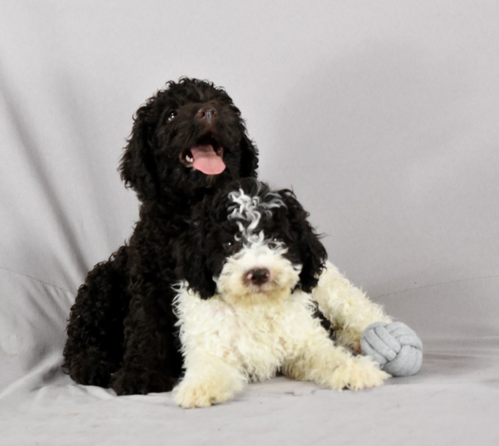Lagotto Romagnolo / Lagotto Romanjolo