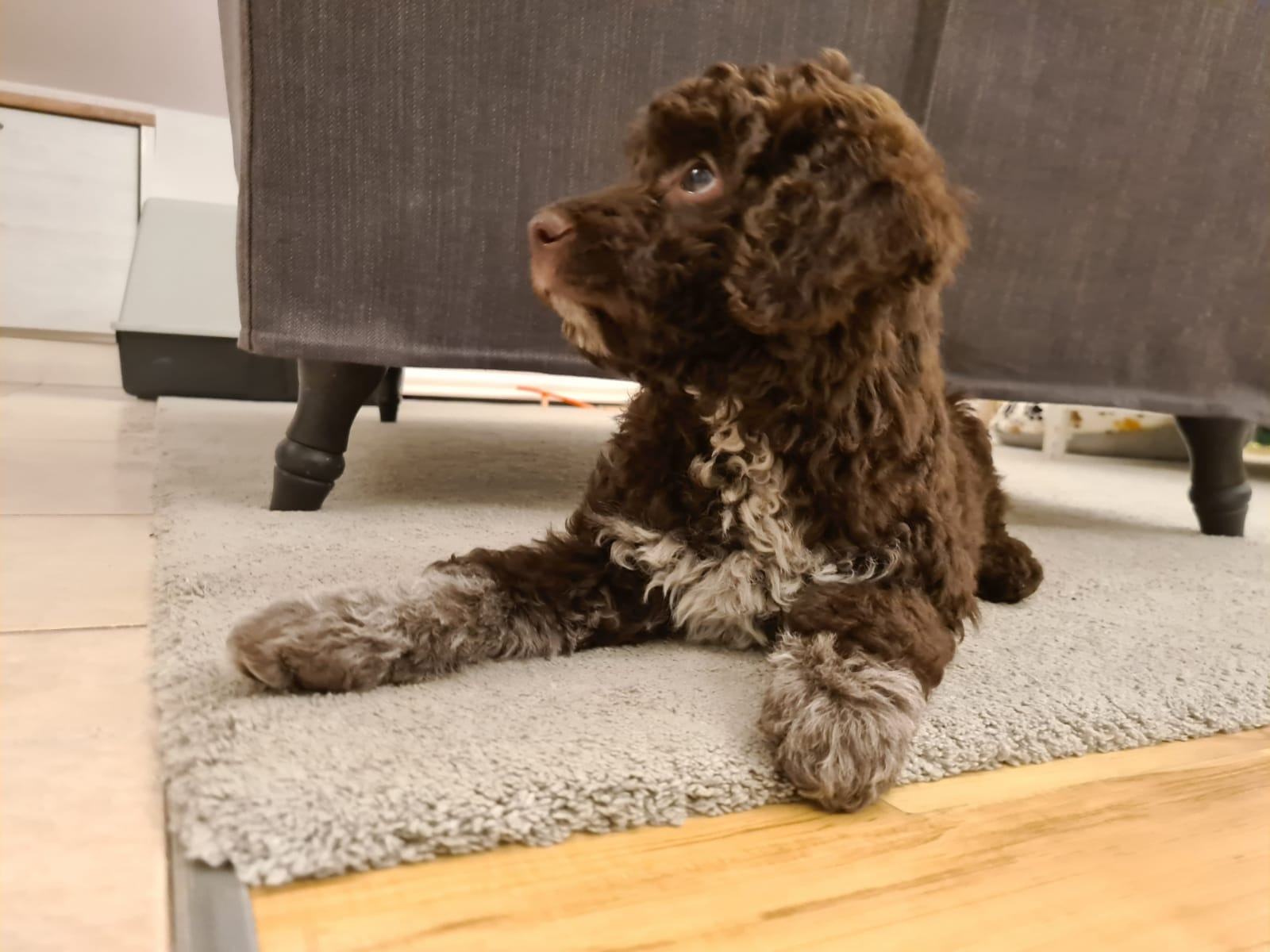 Lagotto romagnolo ,star 4 mj. , odmah dostupan