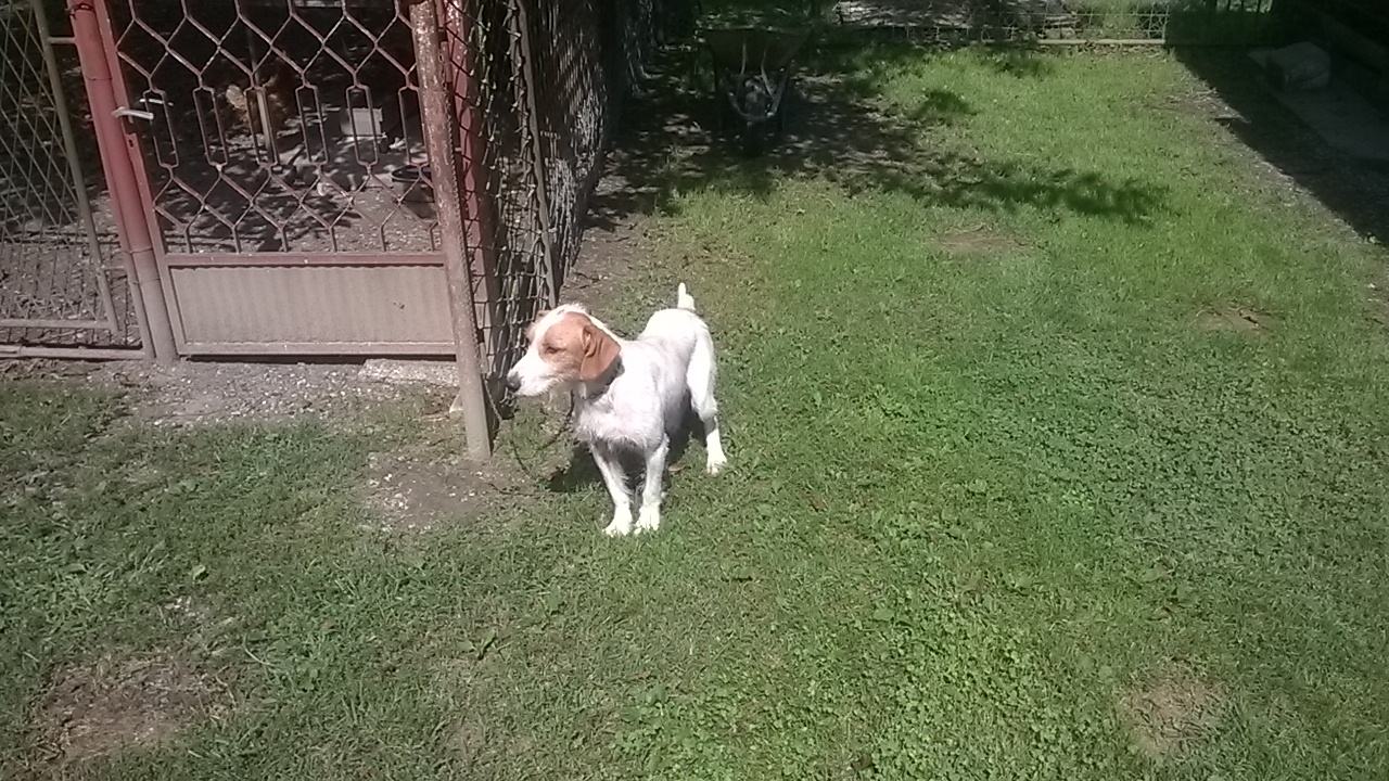 Lovački pas Istarski gonič