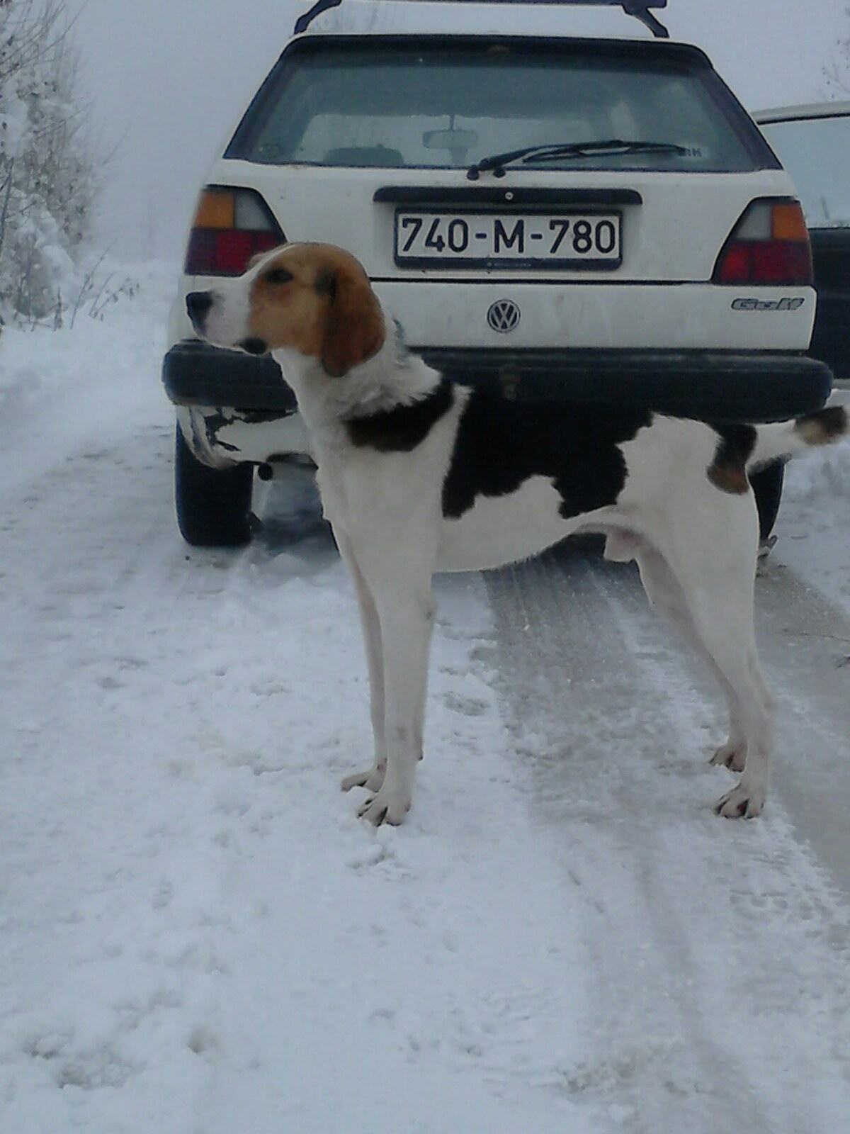 Lovački pas ruski pjegavi gonič