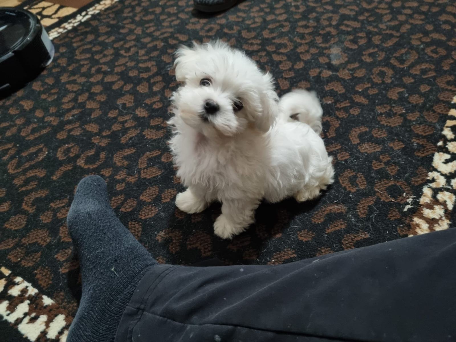 Maltezer mini muško štene