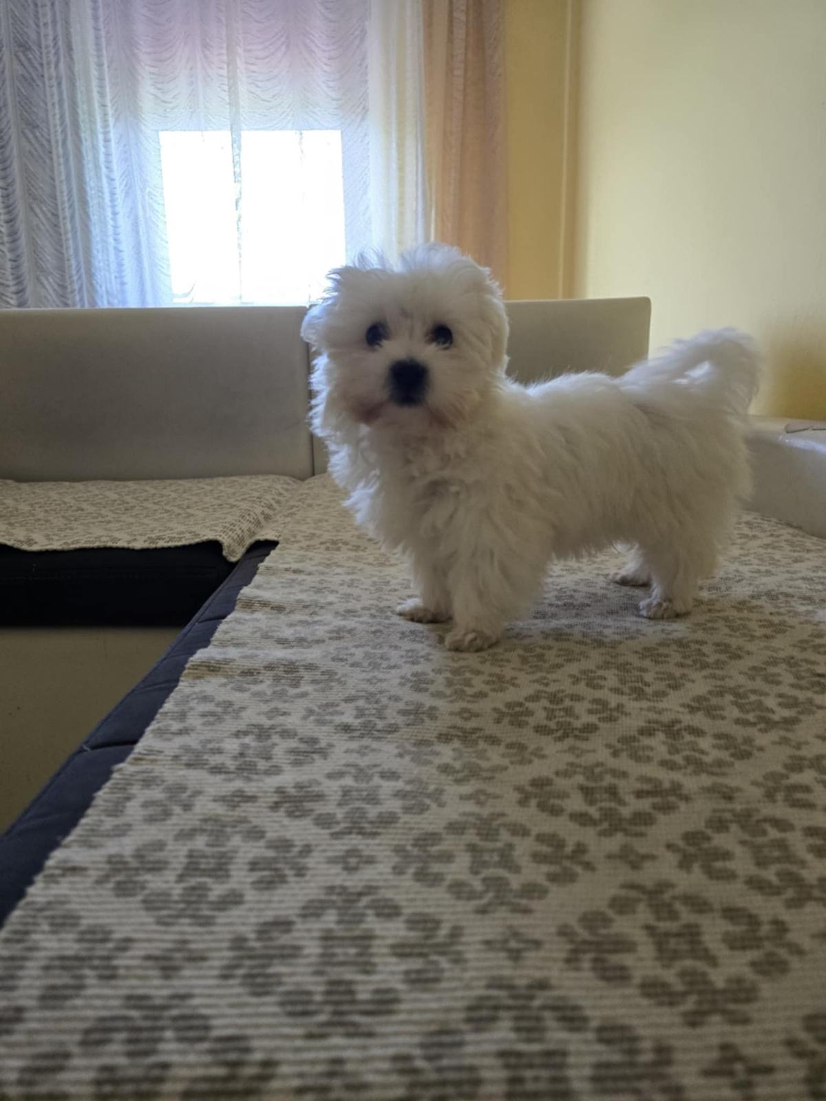 Maltezer