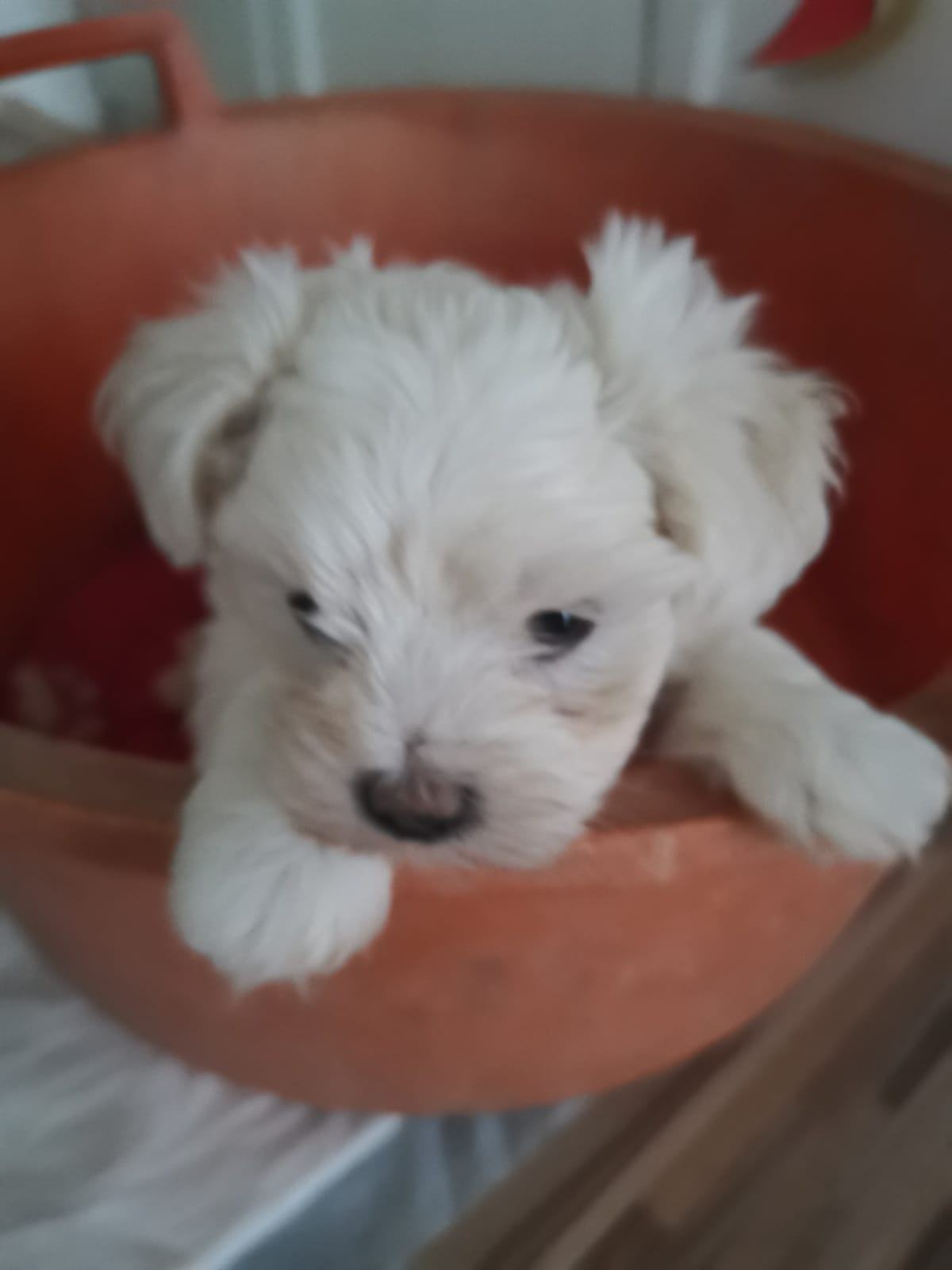 Štene maltezera čistokrvna ženka