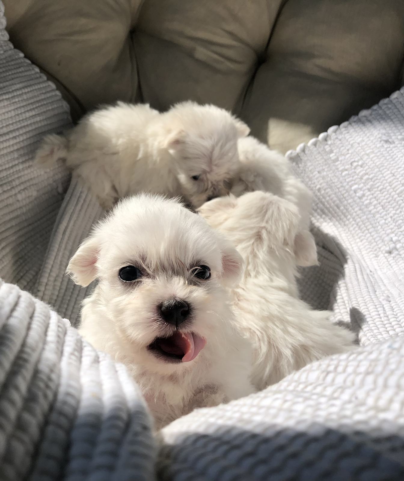 Mini maltezeri - čistokrvni, dostava za cijelu Hrvatsku i Slo!