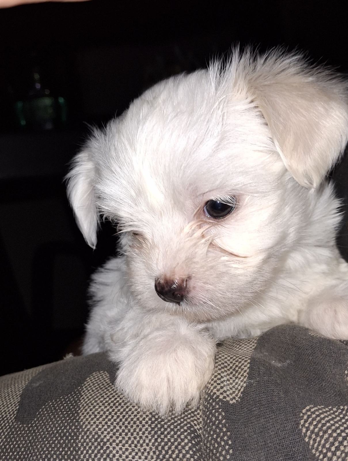 Maltezer žensko štene