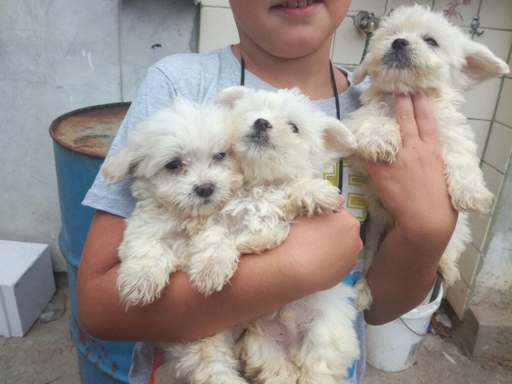 Maltezeri, Maltezer štenci DOSTAVA DALMACIJA ostala 1 cura