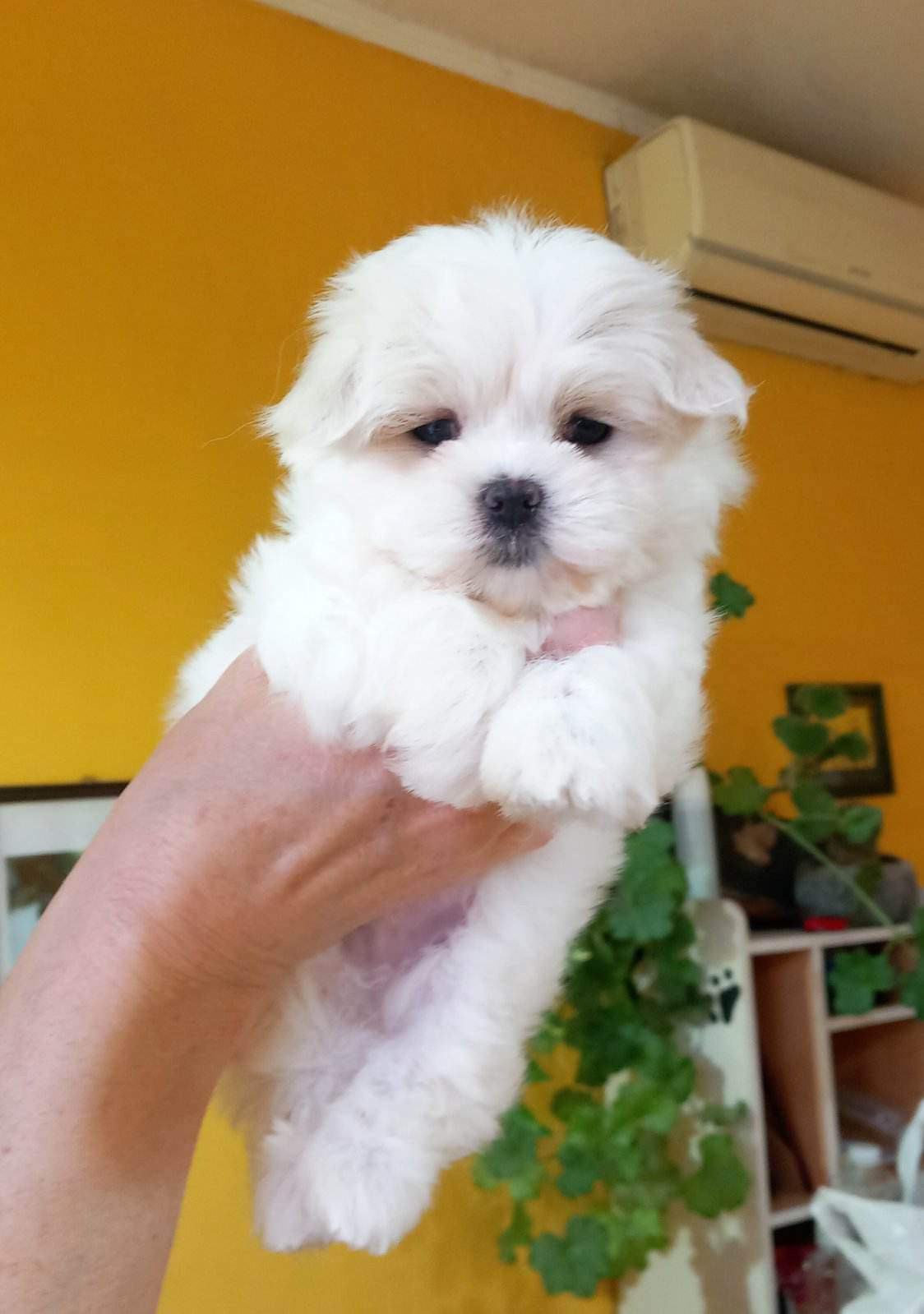 Mini maltezeri ️MOGUĆ DOVOZ ZG-ZD