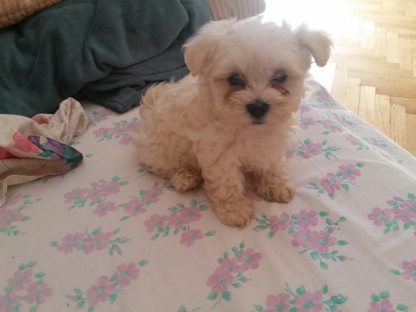 Maltezer mini MALTEZERI štenci psi