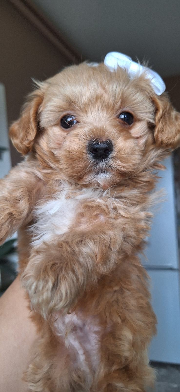 Maltipo(mini maltezer&toy pudla)